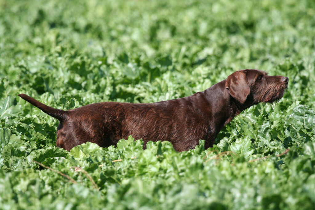 Pudelpointer – Pudelpointer e.V.