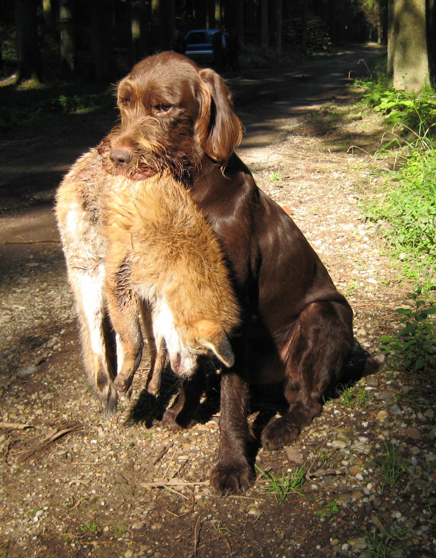 Pudelpointer – Pudelpointer e.V.