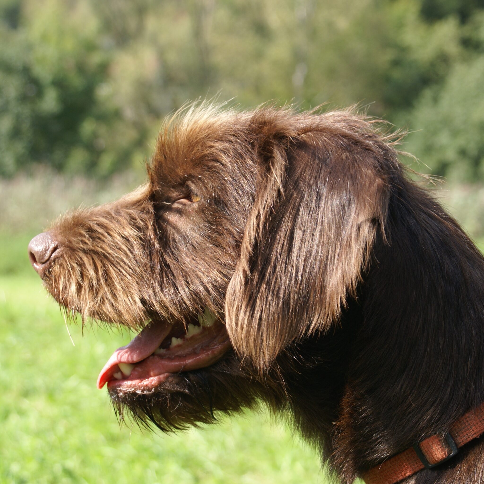 Pudelpointer – Pudelpointer e.V.