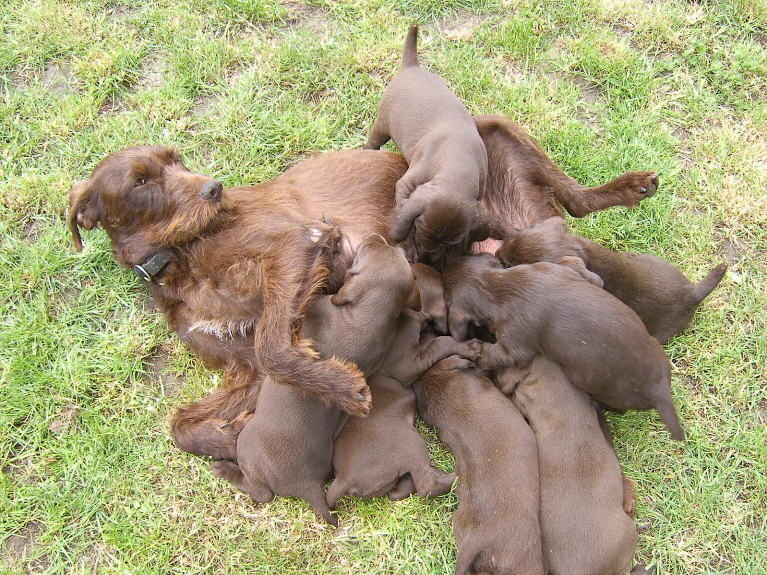 Pudelpointer – Pudelpointer e.V.