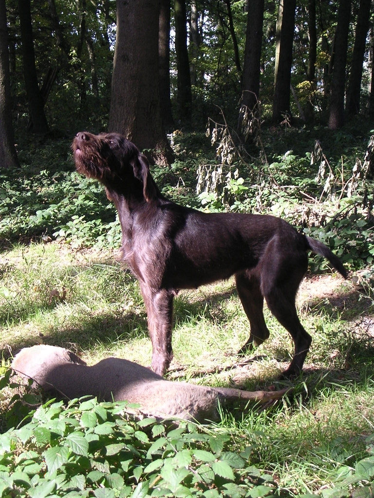 Pudelpointer – Pudelpointer e.V.