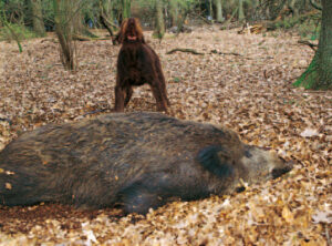 Pudelpointer – Pudelpointer e.V.