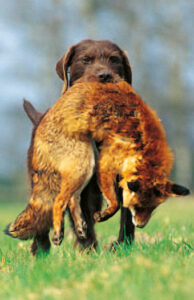 Pudelpointer – Pudelpointer e.V.