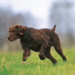 Pudelpointer – Pudelpointer e.V.