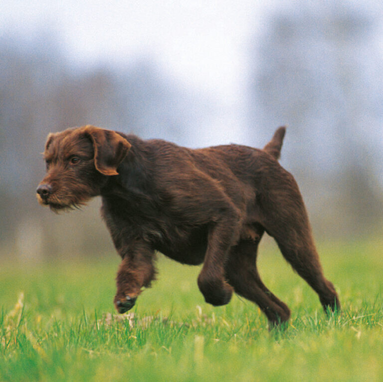 Pudelpointer – Pudelpointer e.V.