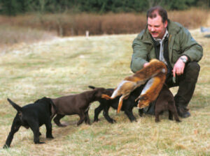 Pudelpointer – Pudelpointer e.V.