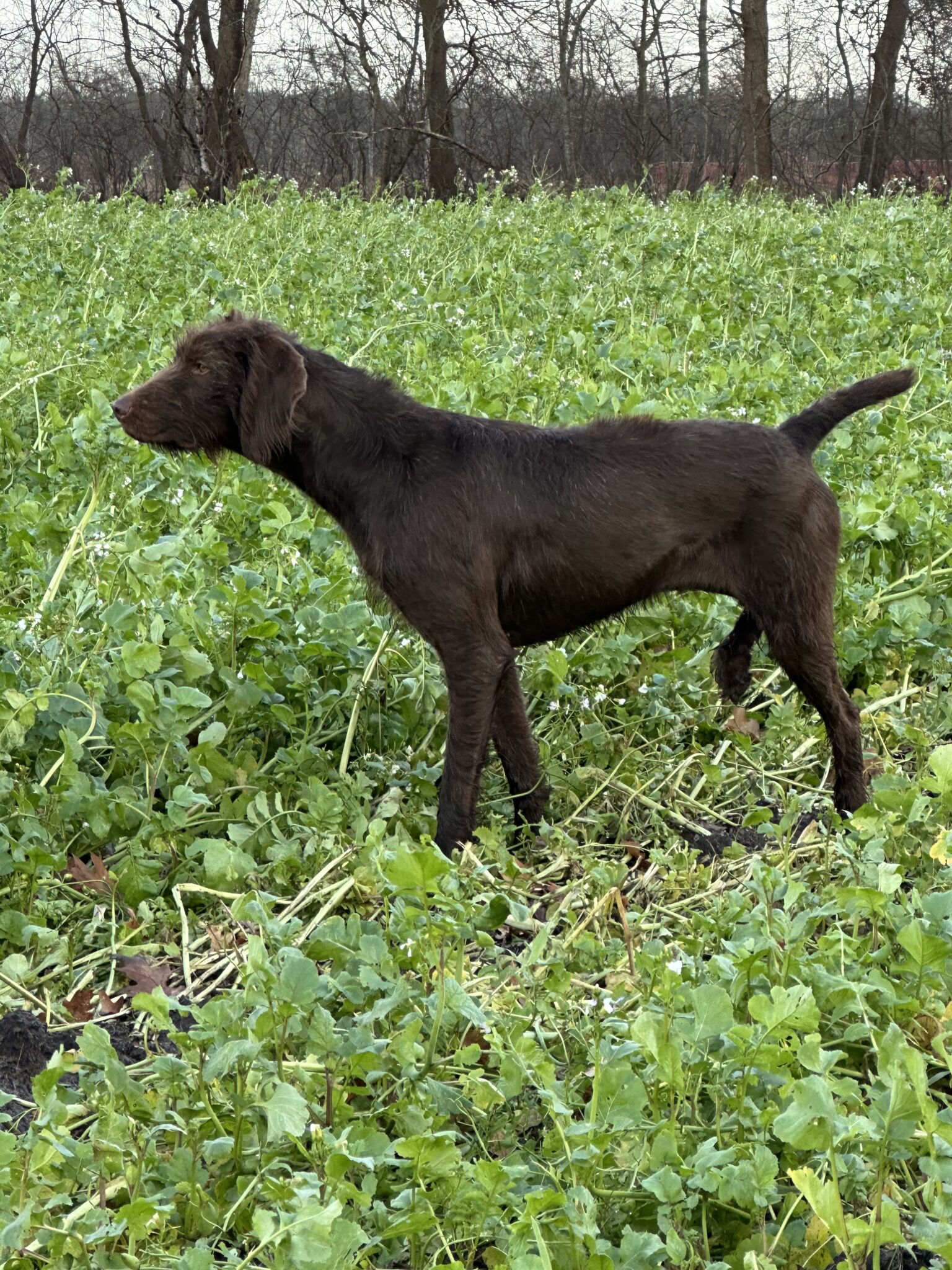 Zu Vermitteln – Pudelpointer e.V.