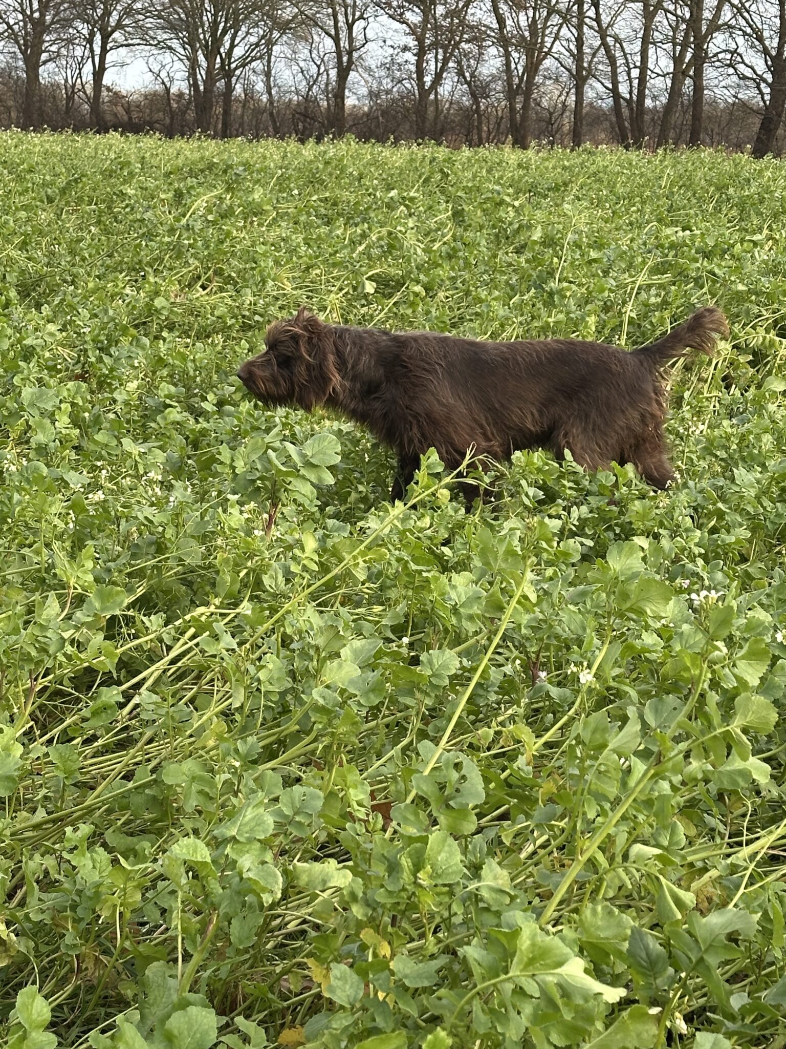 Zu Vermitteln – Pudelpointer e.V.